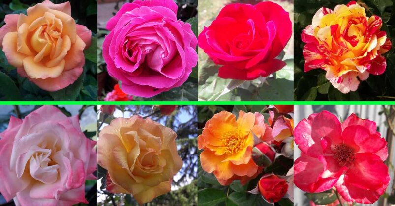 Come avere rose bellissime nel tuo giardino! - Vivo di Benessere